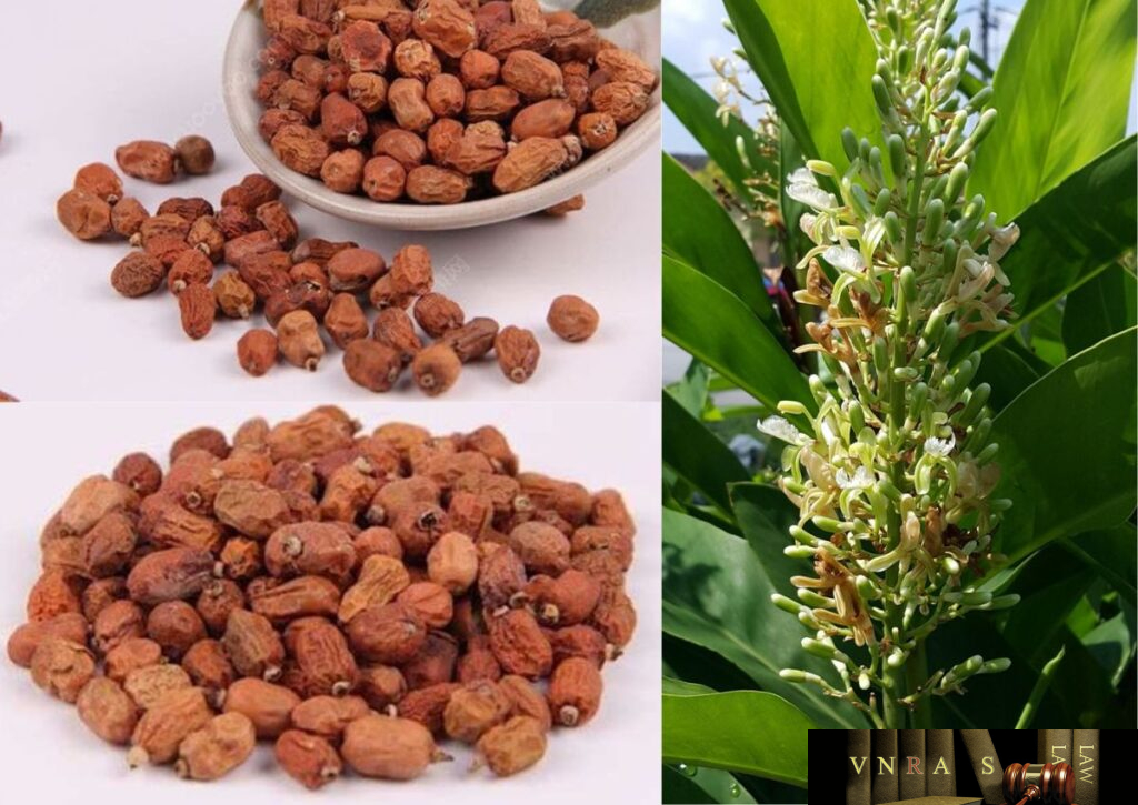 Hồng Đậu Khấu (Sơn Khương Tử) – Những cây thuốc và vị thuốc Việt Nam ...