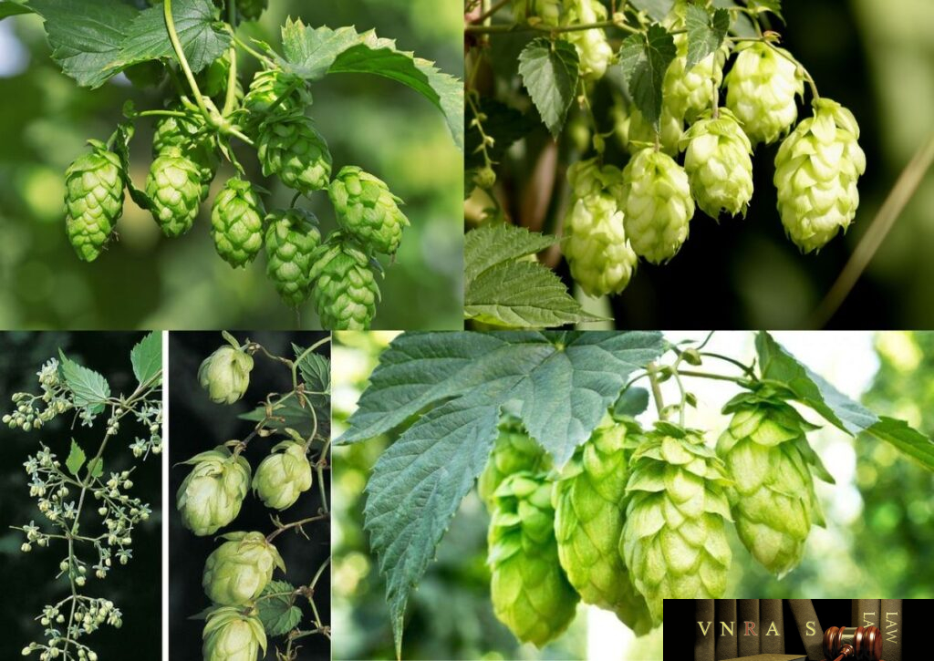 Cây Hublông (Cây Houblon, Hương Bia, Hoa Bia) – Những cây thuốc và vị ...