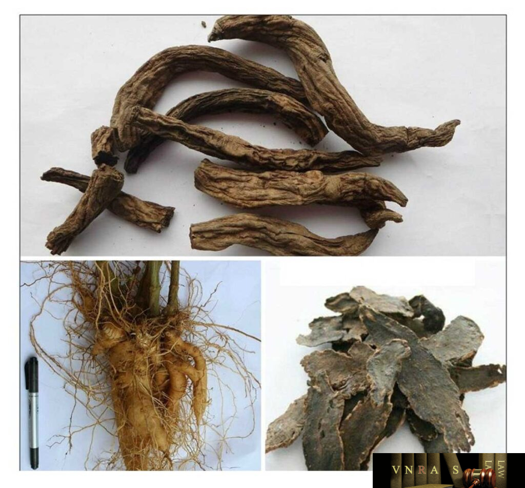 Huyền Sâm - Những cây thuốc và vị thuốc Việt Nam - Đỗ Tất Lợi - Vietnam ...