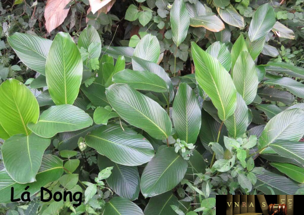 Cây Dong (Lá Dong) - Những cây thuốc và vị thuốc Việt Nam - Đỗ Tất Lợi ...