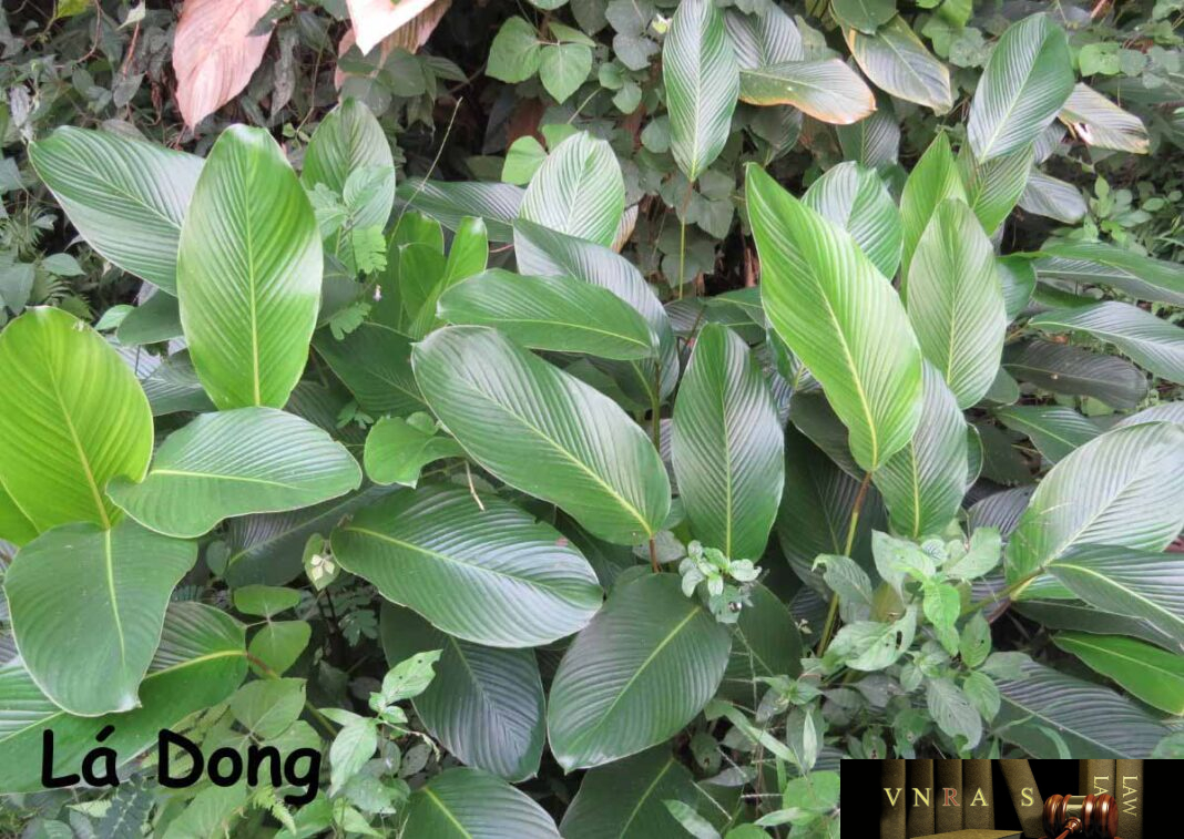 Cây Dong (Lá Dong) - Những cây thuốc và vị thuốc Việt Nam - Đỗ Tất Lợi ...