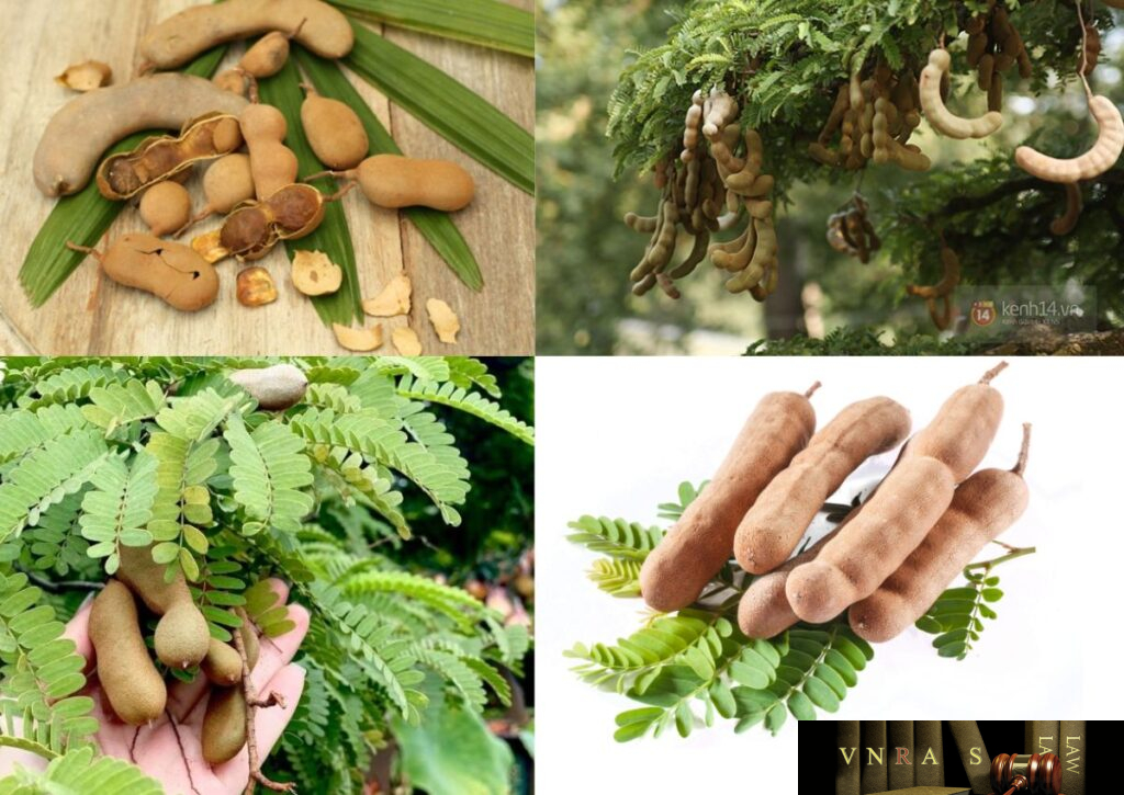 Cây Me - Những cây thuốc và vị thuốc Việt Nam - Đỗ Tất Lợi - Vietnam ...