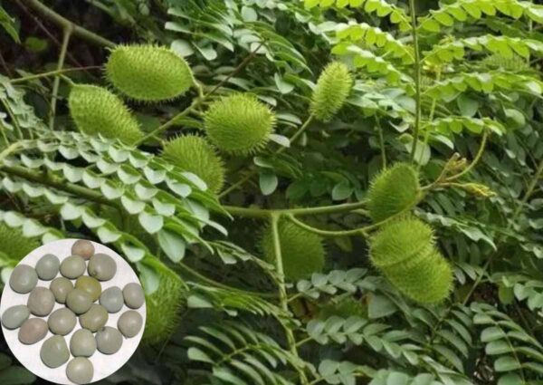Cây Móc Mèo Núi - Những cây thuốc và vị thuốc Việt Nam - Đỗ Tất Lợi ...