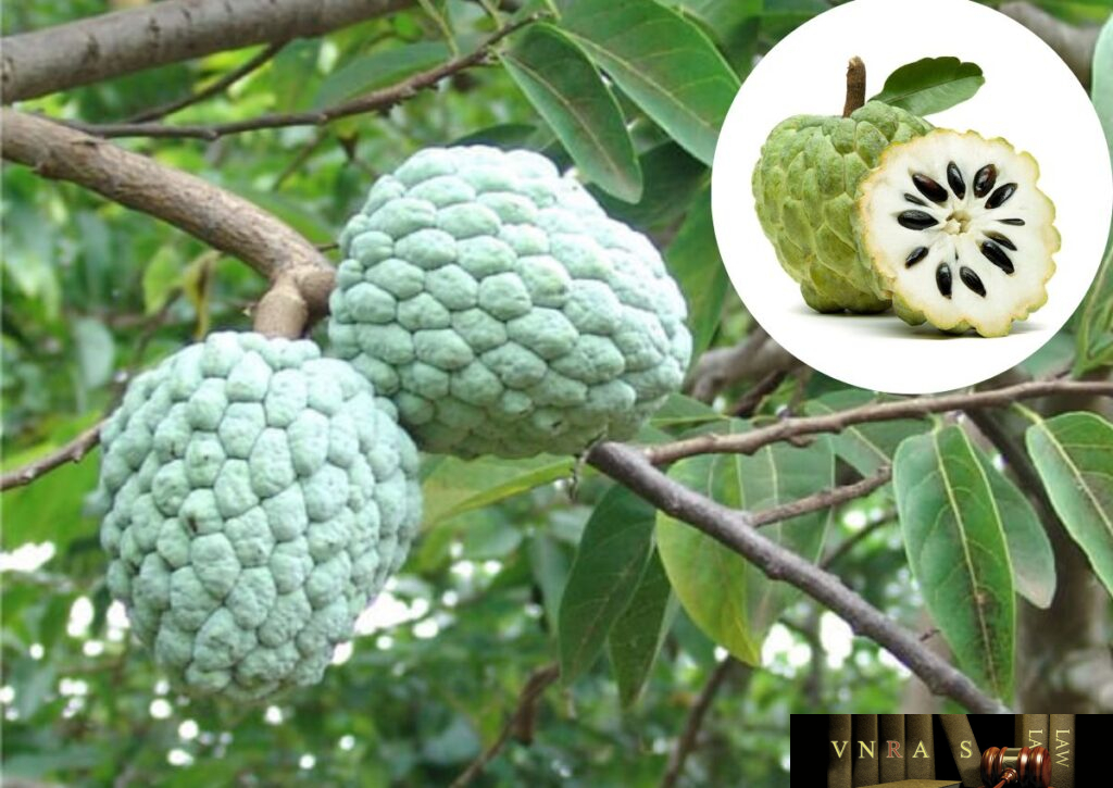 Cây Na (Mãng Cầu Ta, Na Dai) - Những cây thuốc và vị thuốc Việt Nam ...