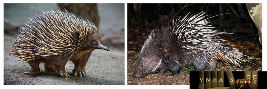 Nhím - Những cây thuốc và vị thuốc Việt Nam - Đỗ Tất Lợi - Vietnam Regulatory Affairs Society ...