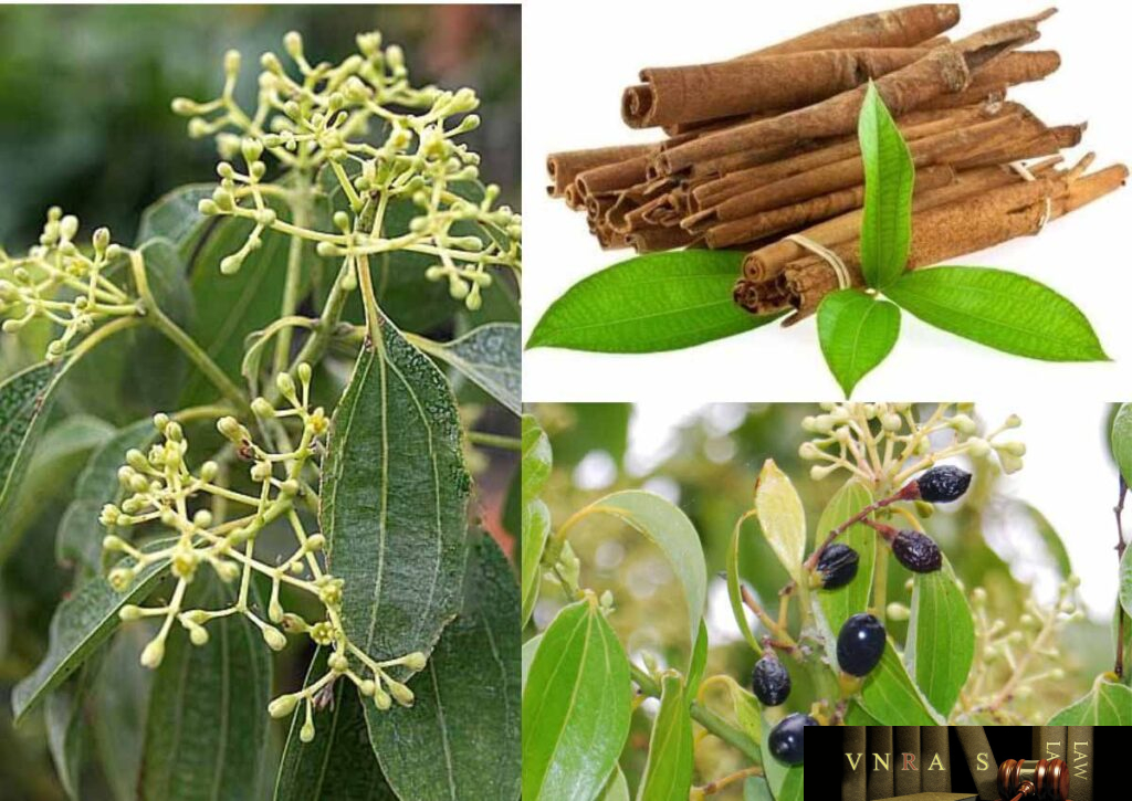 Cây Quế - Những cây thuốc và vị thuốc Việt Nam - Đỗ Tất Lợi - Vietnam ...