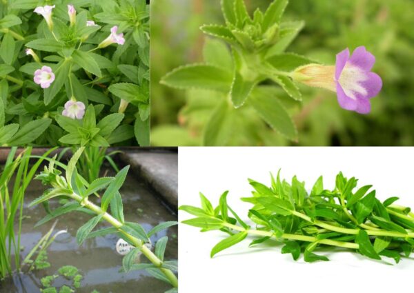 Rau Om (Rau Ngổ) - Những cây thuốc và vị thuốc Việt Nam - Đỗ Tất Lợi ...