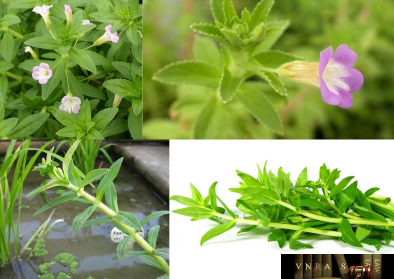 Rau Om (Rau Ngổ) - Những cây thuốc và vị thuốc Việt Nam - Đỗ Tất Lợi ...