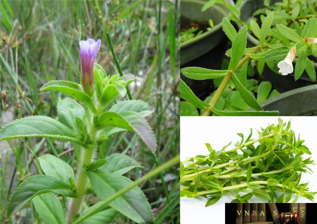 Rau Om (Rau Ngổ) - Những cây thuốc và vị thuốc Việt Nam - Đỗ Tất Lợi ...