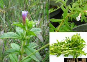 Rau Om (Rau Ngổ) - Những cây thuốc và vị thuốc Việt Nam - Đỗ Tất Lợi ...