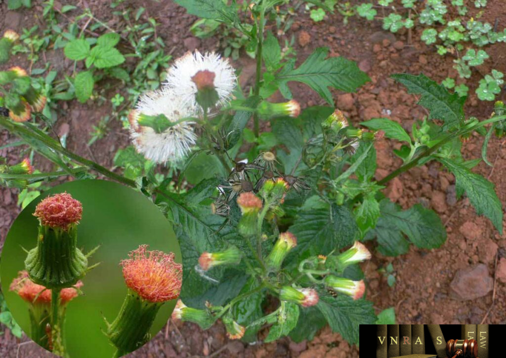 Rau Tàu Bay - Những cây thuốc và vị thuốc Việt Nam - Đỗ Tất Lợi ...