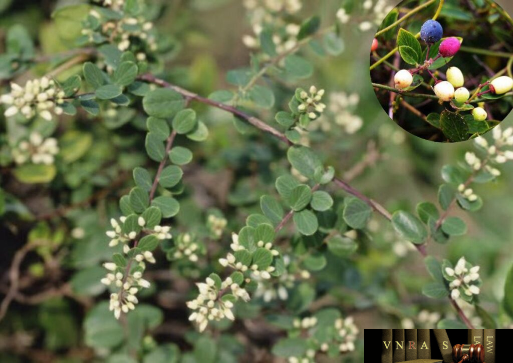 Cây Rung Rúc (Cây Cứt Chuột, Cây Đồng Bìa) - Những cây thuốc và vị ...