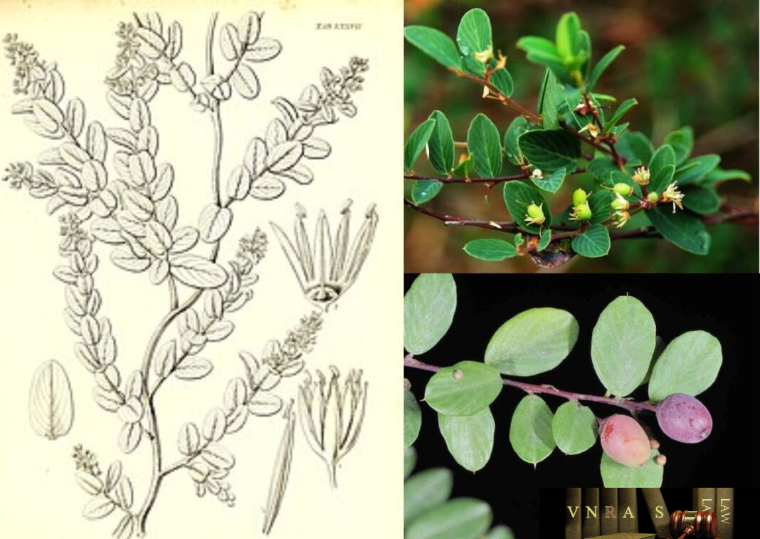 Cây Rung Rúc (Cây Cứt Chuột, Cây Đồng Bìa) - Những cây thuốc và vị ...