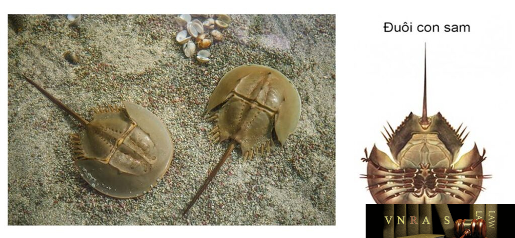 Con Sam - Những cây thuốc và vị thuốc Việt Nam - Đỗ Tất Lợi - Vietnam ...