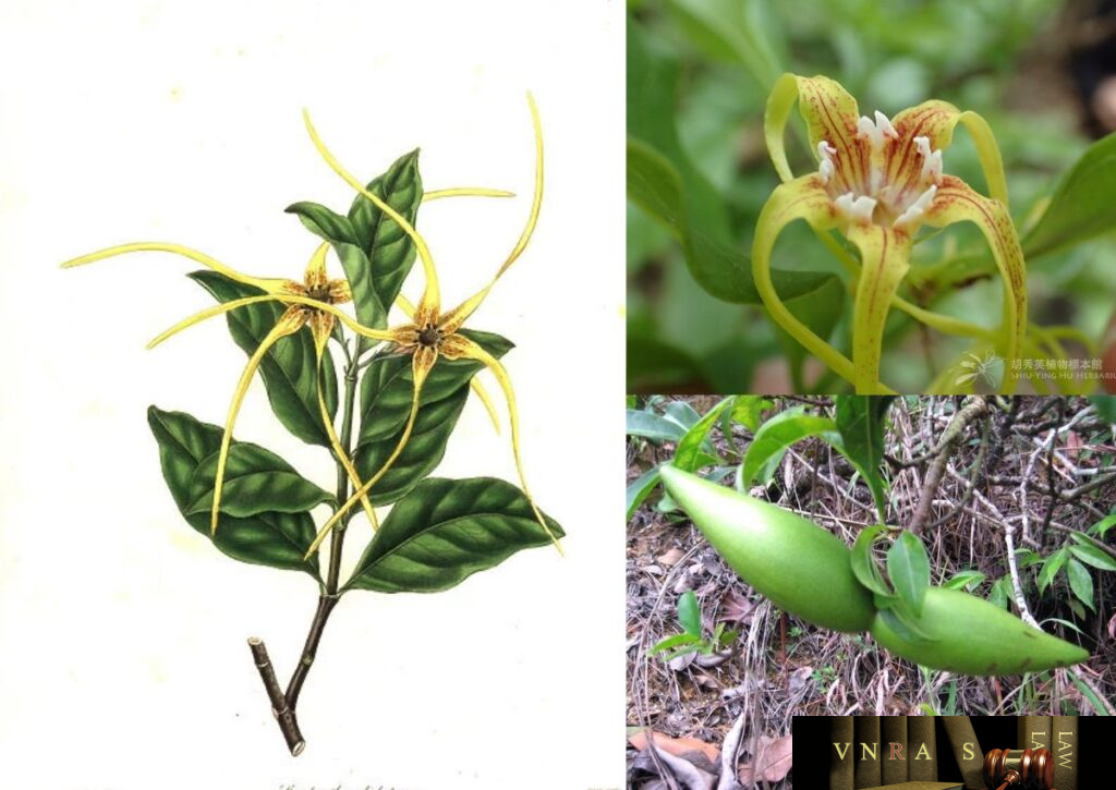 Cây Sừng Dê (Cây Sừng Trâu) - Những cây thuốc và vị thuốc Việt Nam - Đỗ ...