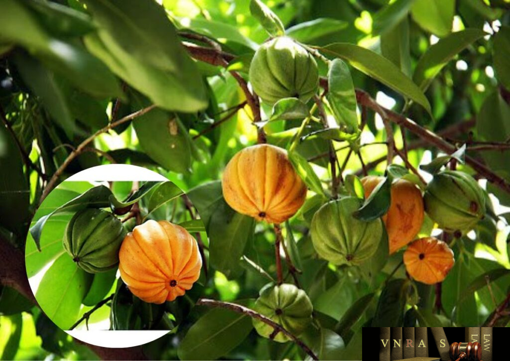 Cây Tai Chua – Những cây thuốc và vị thuốc Việt Nam – Đỗ Tất Lợi ...