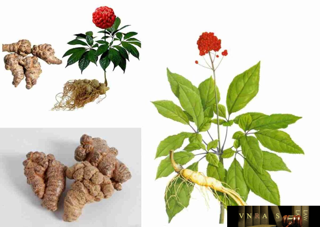 Cây Tam Thất (Kim Bất Hoán, Sâm Tam Thất) - Những cây thuốc và vị thuốc ...
