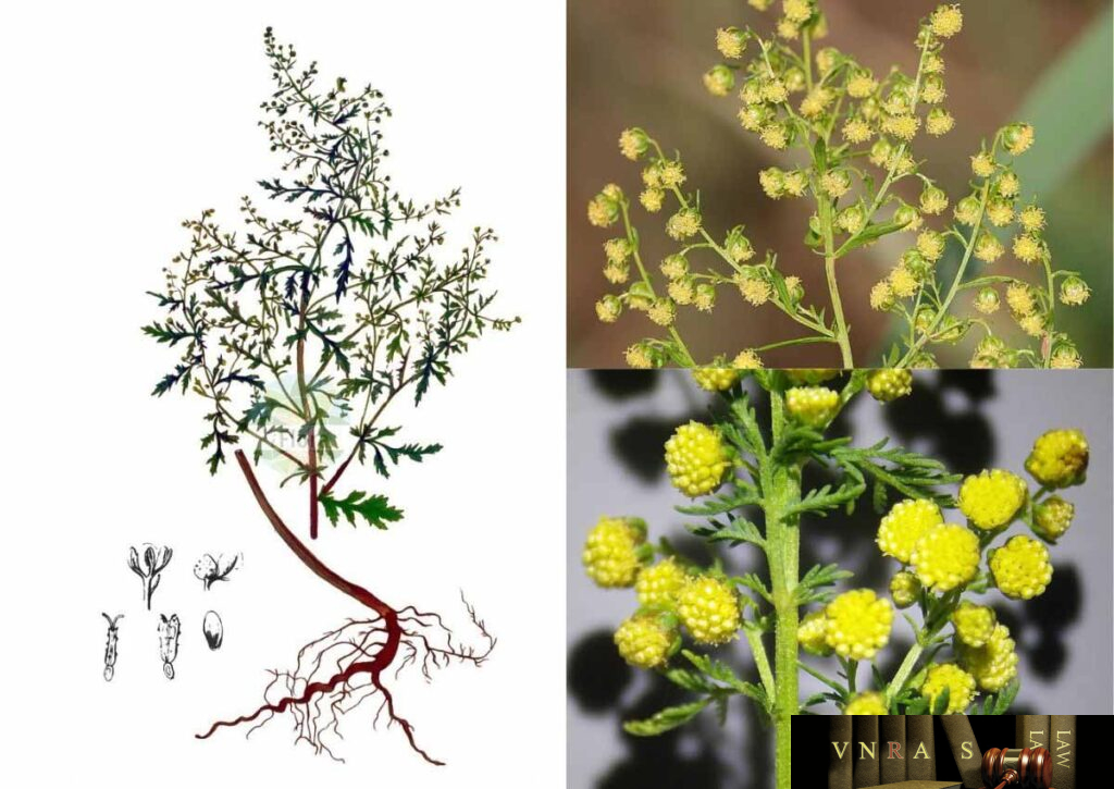 Cây Thanh Cao Hoa Vàng và Cây Thanh Cao (Cây Thanh Hao) - Những cây ...