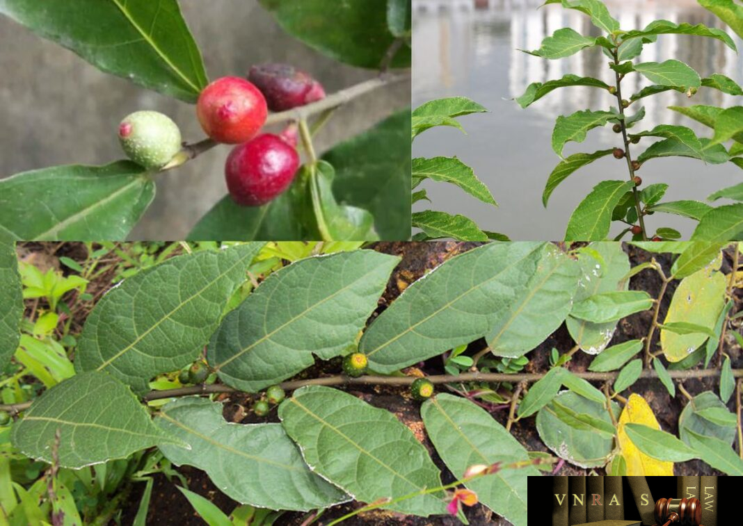 Cây Vú Bò (Cây Vú Chó) - Những cây thuốc và vị thuốc Việt Nam - Đỗ Tất ...