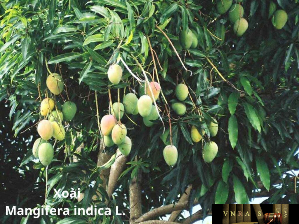 Cây Xoài - Những cây thuốc và vị thuốc Việt Nam - Đỗ Tất Lợi - Vietnam ...